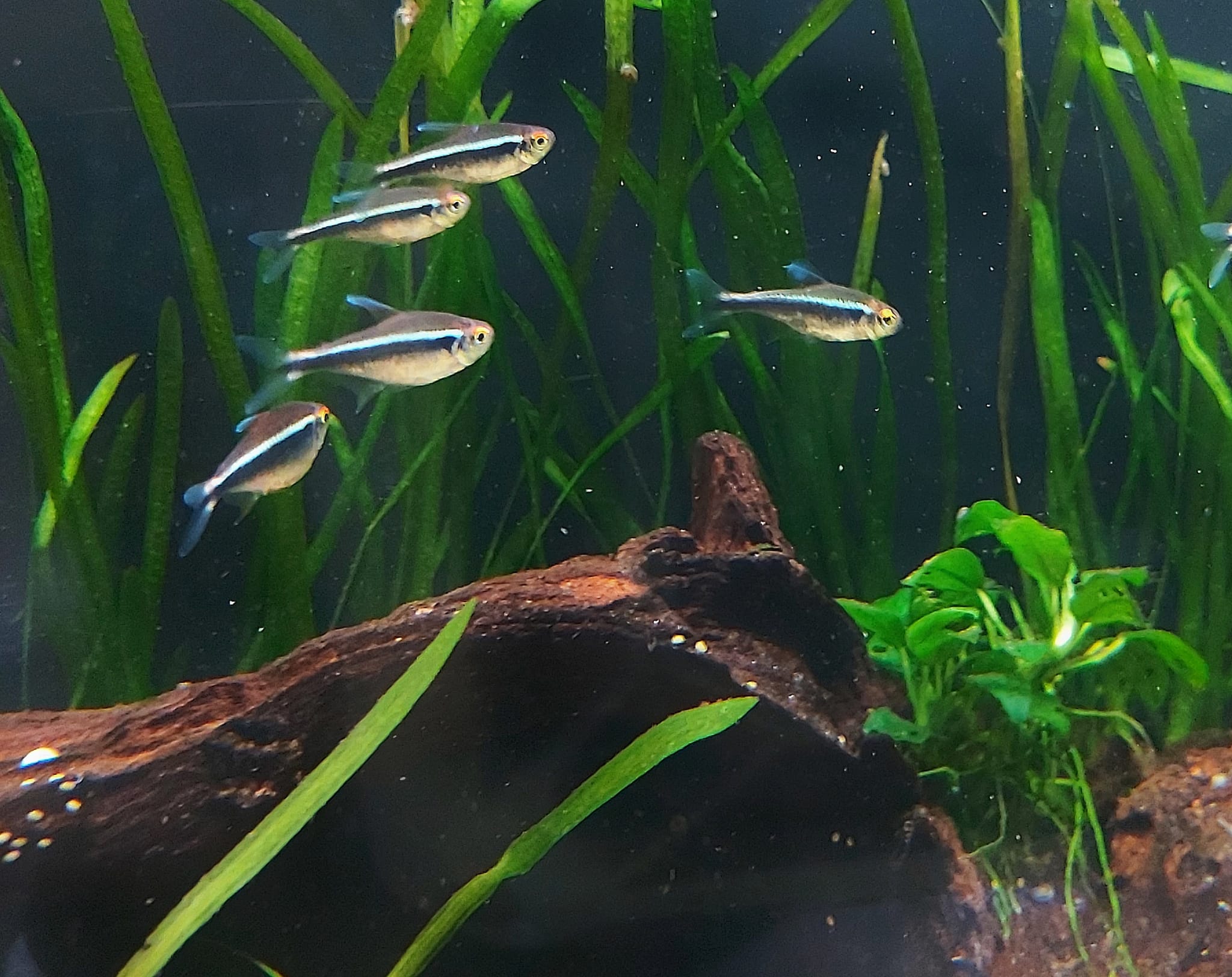 Der schwarze Neon im Aquarium - Hyphessobrycon herbertaxelrodi