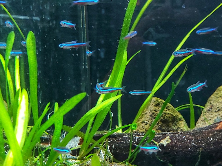 Der blaue Neon im Aquarium - Paracheirodon simulans