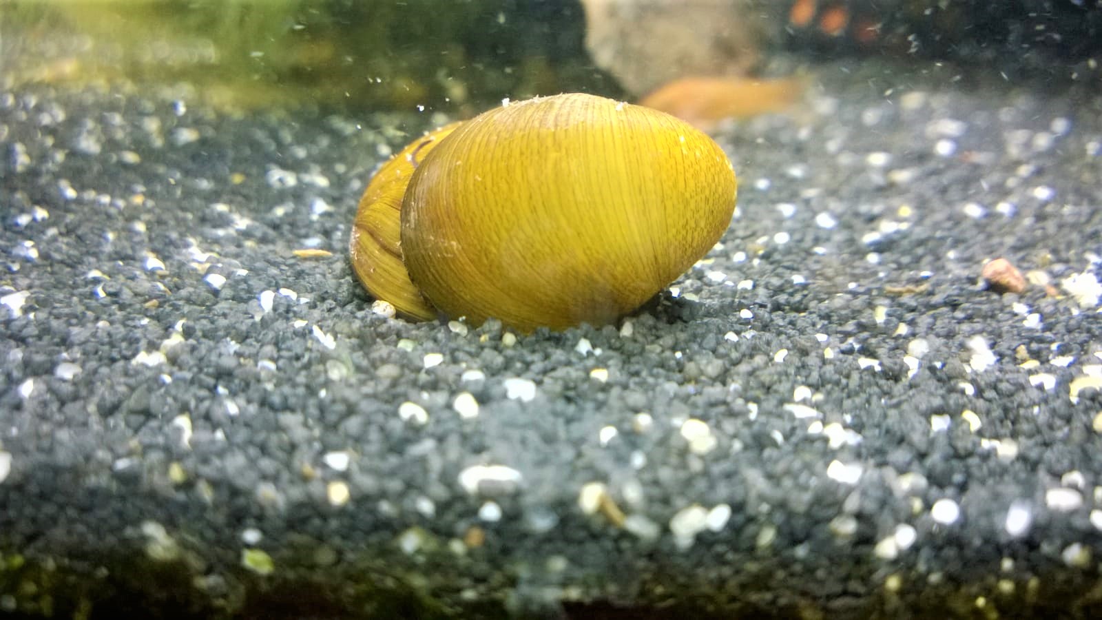 Stahlhelmschnecke im Aquarium - Neritina pulligera