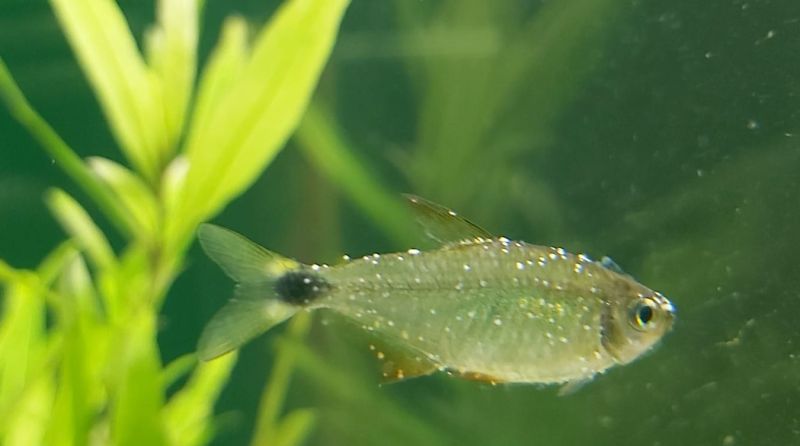 Oodinium die Samtkrankheit im Aquarium