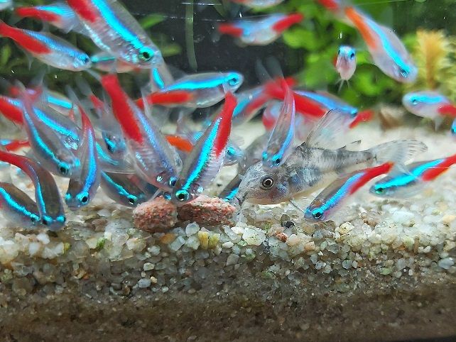 Neonsalmler im Aquarium - Paracheirodon innesi